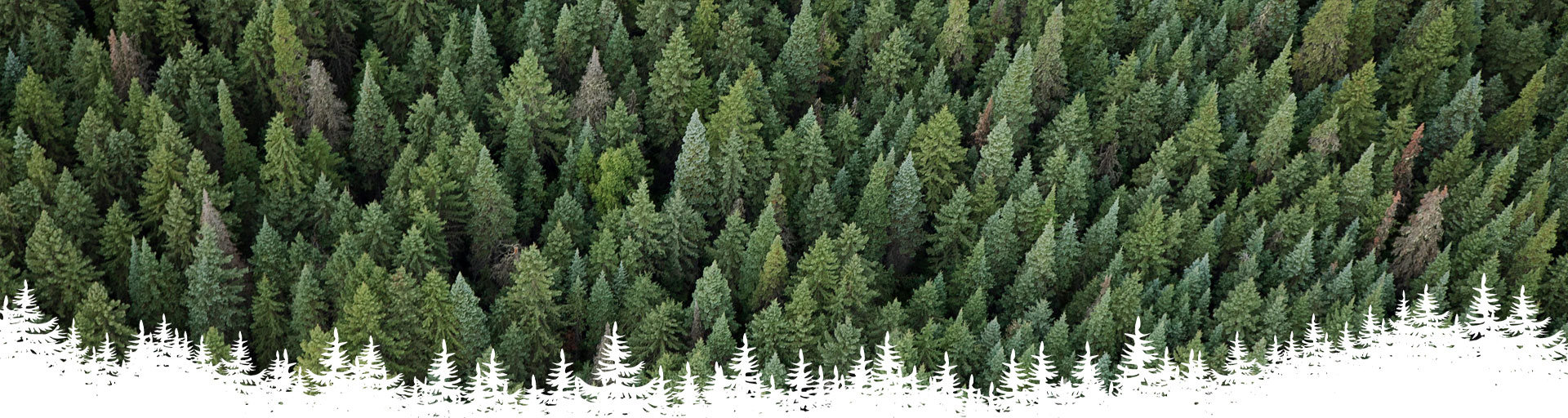 Carbon Solution - Washington's Working Forests