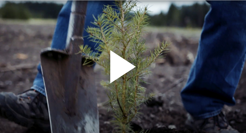 Washington's Working Foresters - Washington's Working Forests